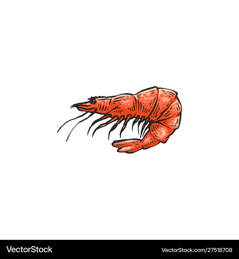 Cartoon shrimp drawing isolated on white Vector Image