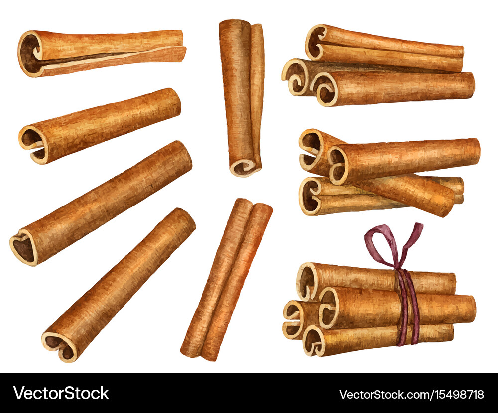 Cinnamon sticks isolated on white background top Vector Image
