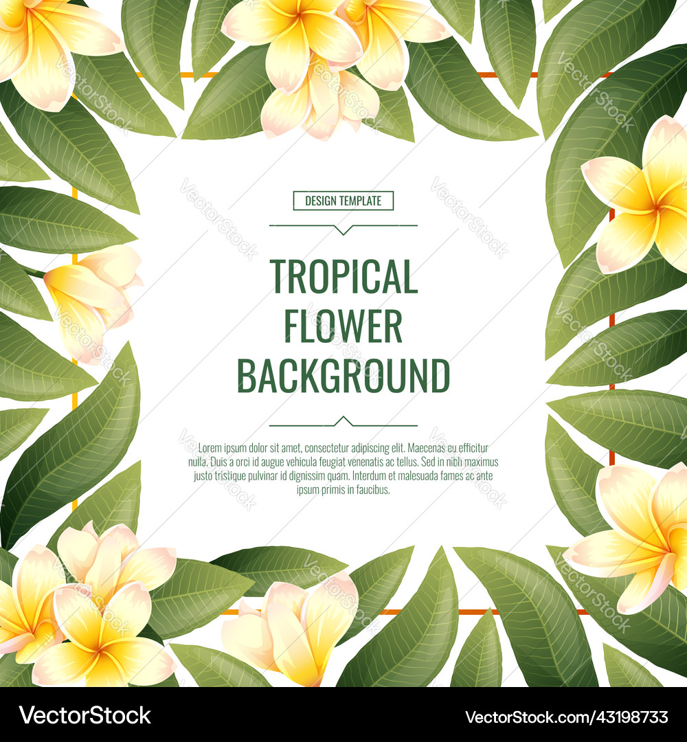 Square background with plumeria flowers tropical Vector Image