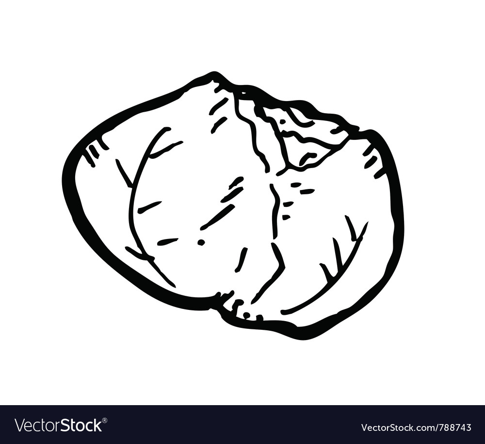 Cabbage doodle Royalty Free Vector Image - VectorStock