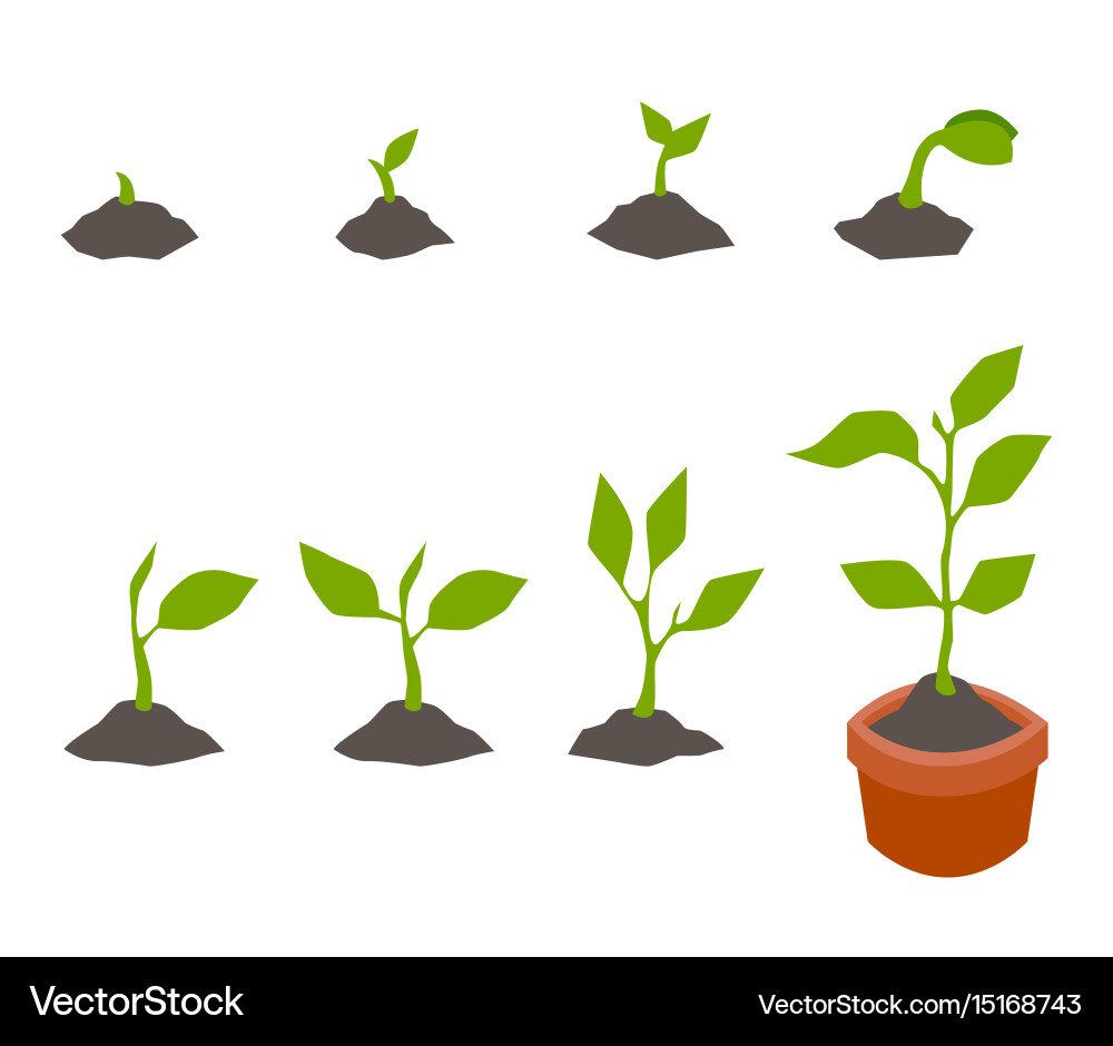 Infographic of planting tree Royalty Free Vector Image