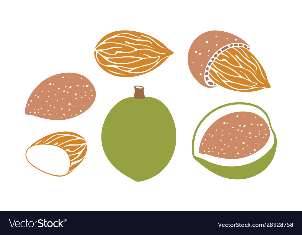 Almond Royalty Free Vector Image Vectorstock