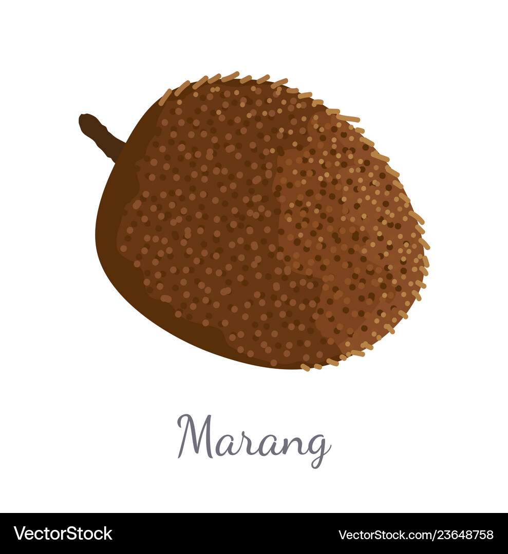 Marang exotic juicy fruit isolated terap Vector Image