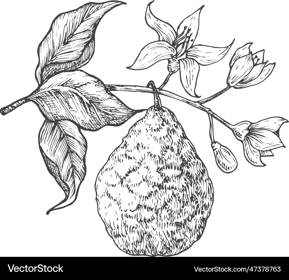 Bergamot fruit branch hand drawn sketch Royalty Free Vector