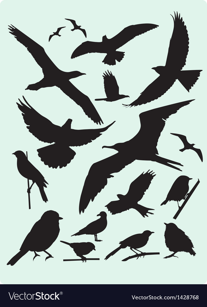 Birds Royalty Free Vector Image - VectorStock