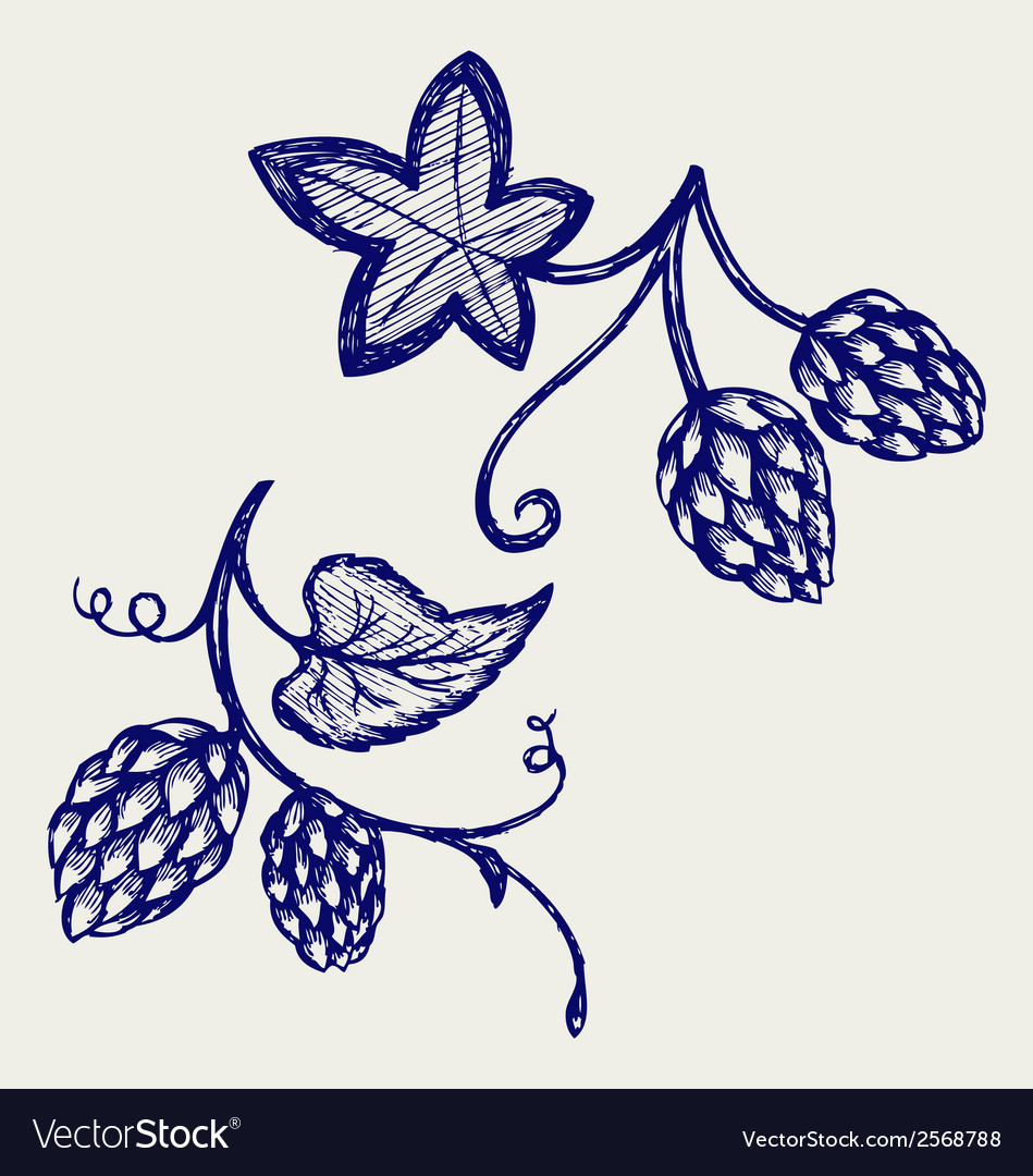 Hops Royalty Free Vector Image - VectorStock