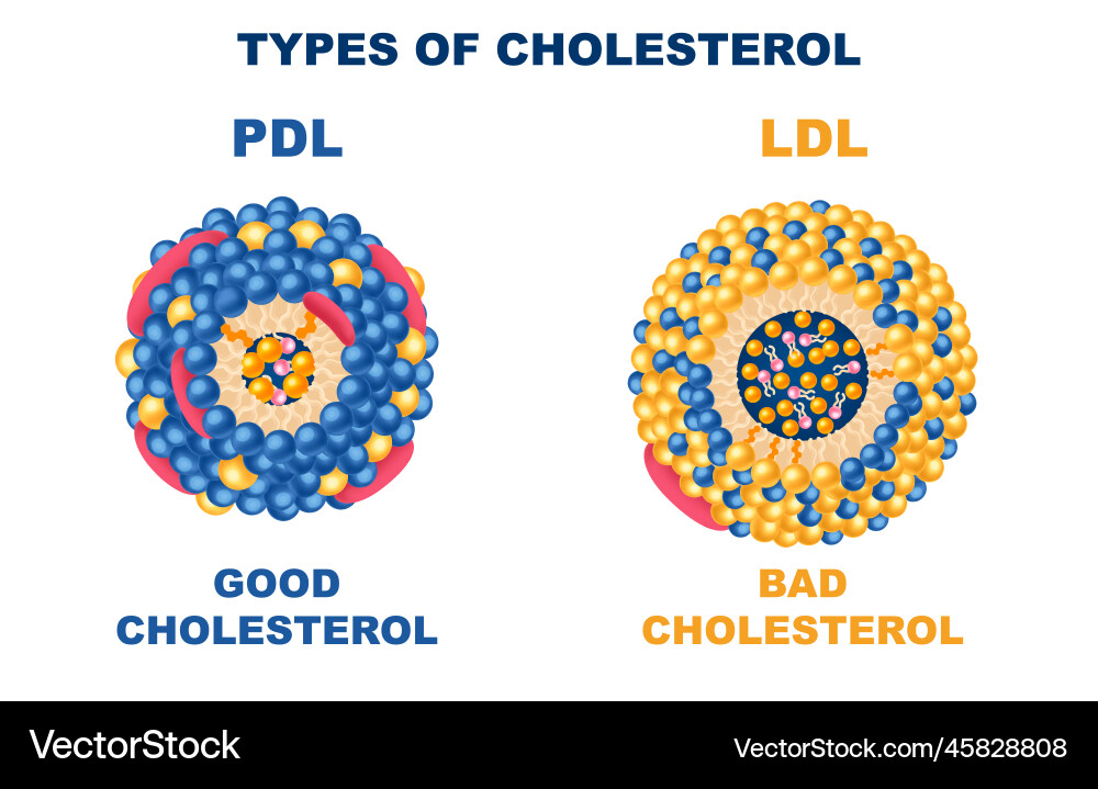 Cholesterol types set Royalty Free Vector Image
