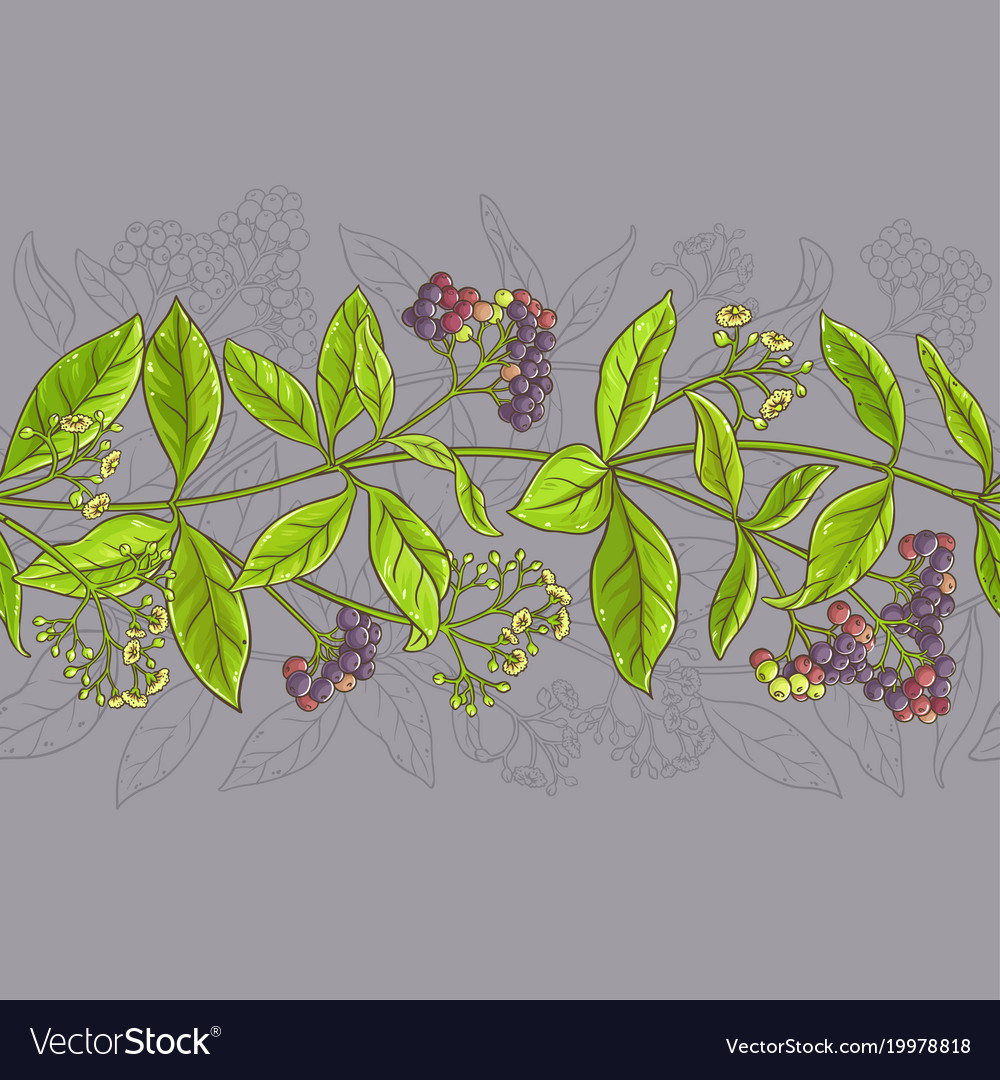 Allspice pattern Royalty Free Vector Image - VectorStock