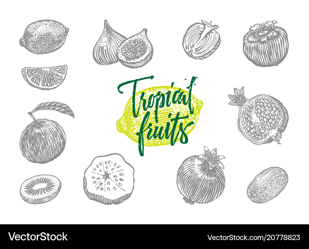 Tropical fruits icon set Royalty Free Vector Image