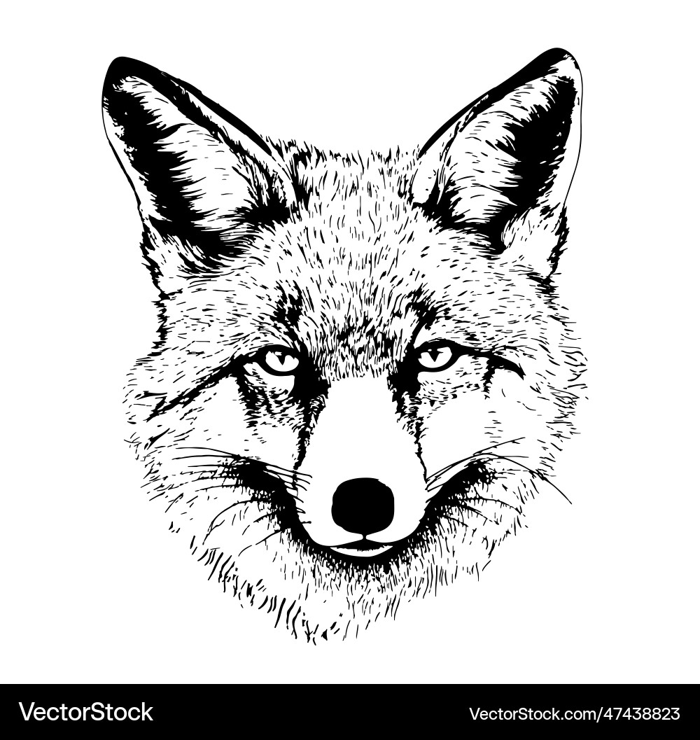 Wild fox head hand drawn sketch in doodle style Vector Image