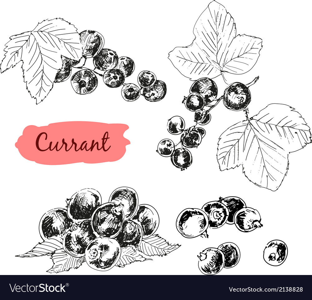 Currant Royalty Free Vector Image - VectorStock
