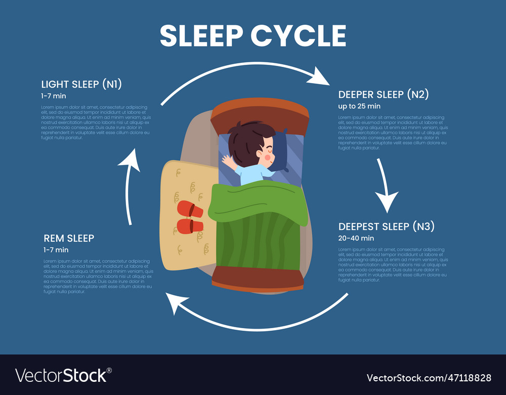 Sleep cycle infographic child peacefully sleeping Vector Image