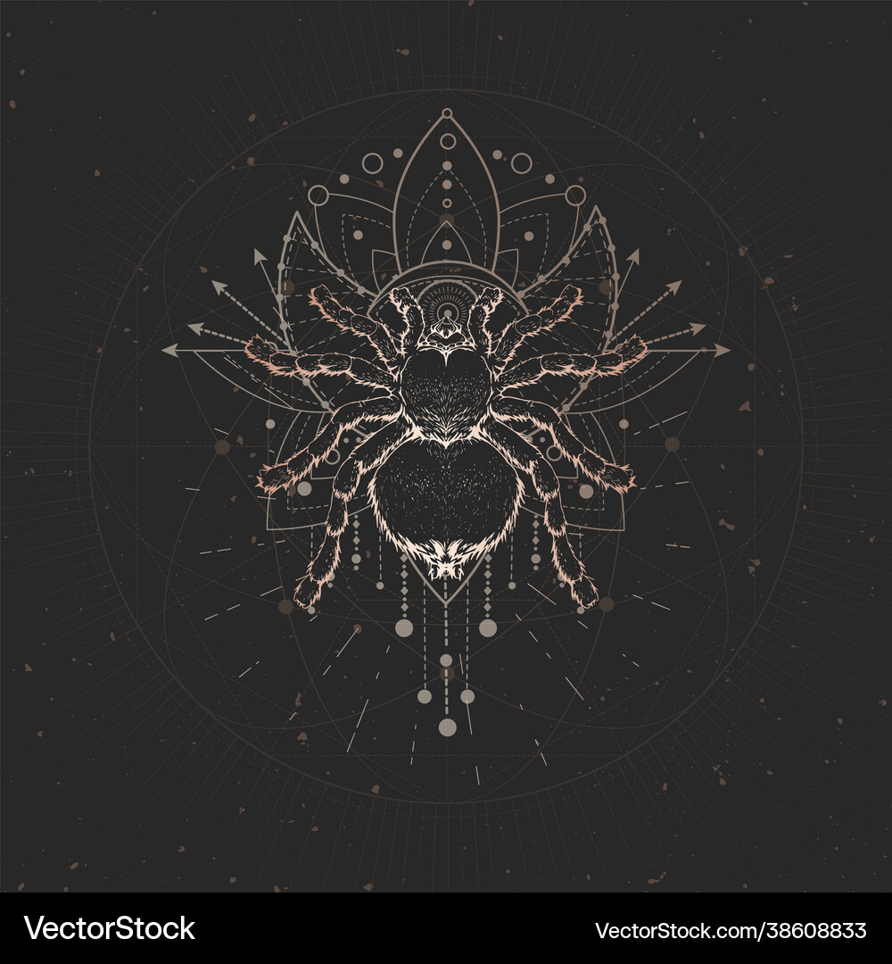 With hand drawn spider and sacred geometric Vector Image