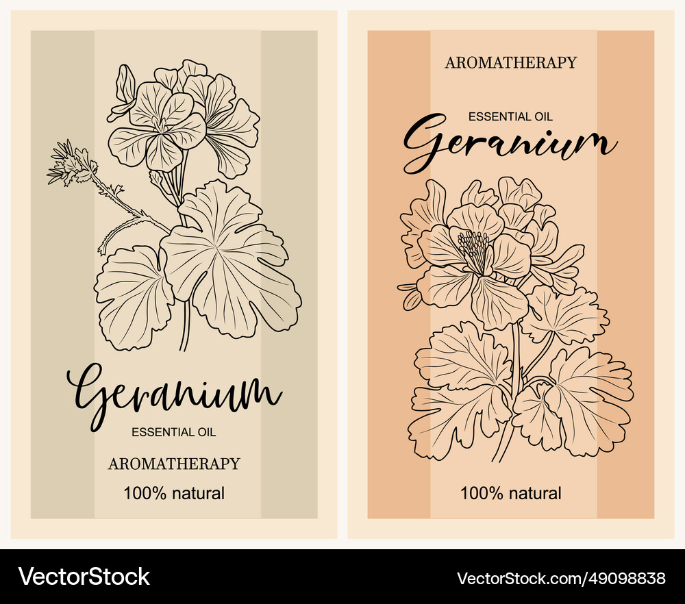 Geranium essential oil labels set line art Vector Image
