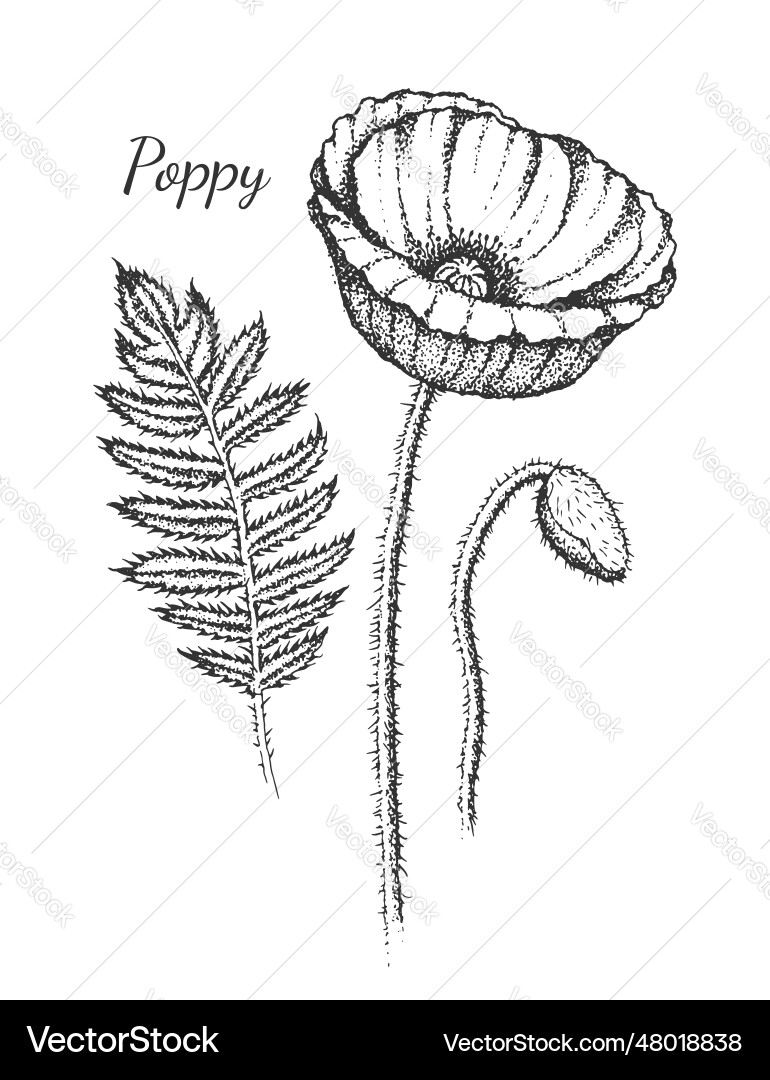 Hand drawn poppy flower botany Royalty Free Vector Image