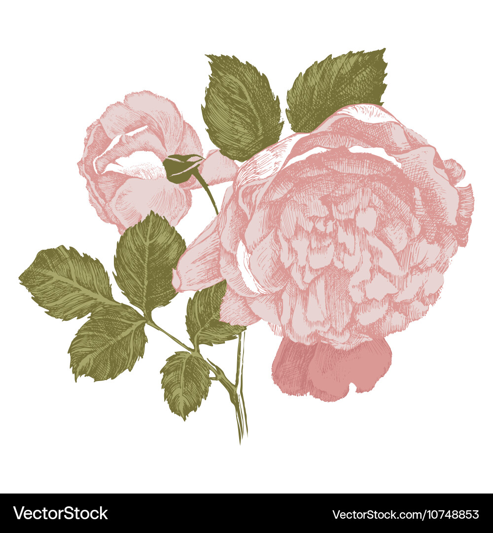 Highly detailed hand drawn roses Royalty Free Vector Image