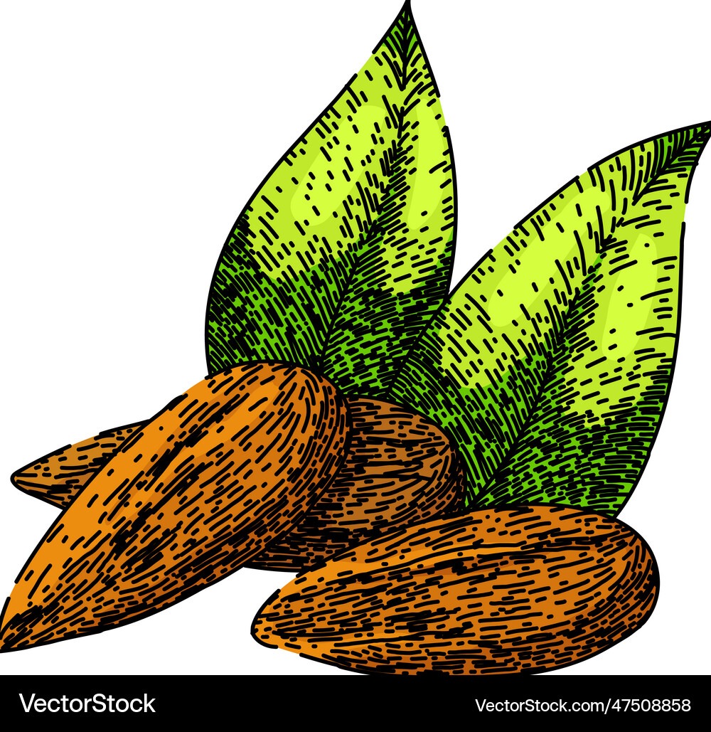 Almond nut raw sketch hand drawn Royalty Free Vector Image