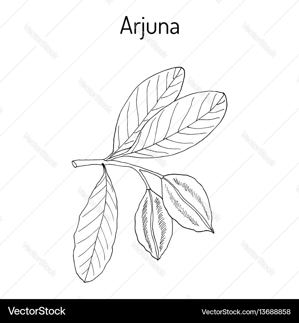 Arjuna terminalia or arjun tree kumbuk Royalty Free Vector