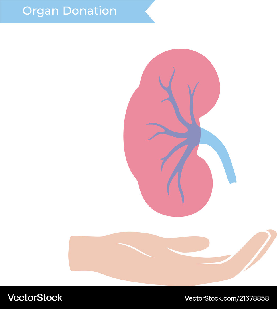 Isolated of kidney Royalty Free Vector Image - VectorStock