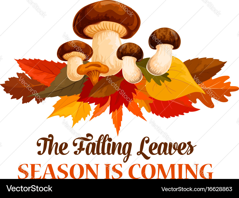 Autumn mushroom maple leaf greeting poster Vector Image