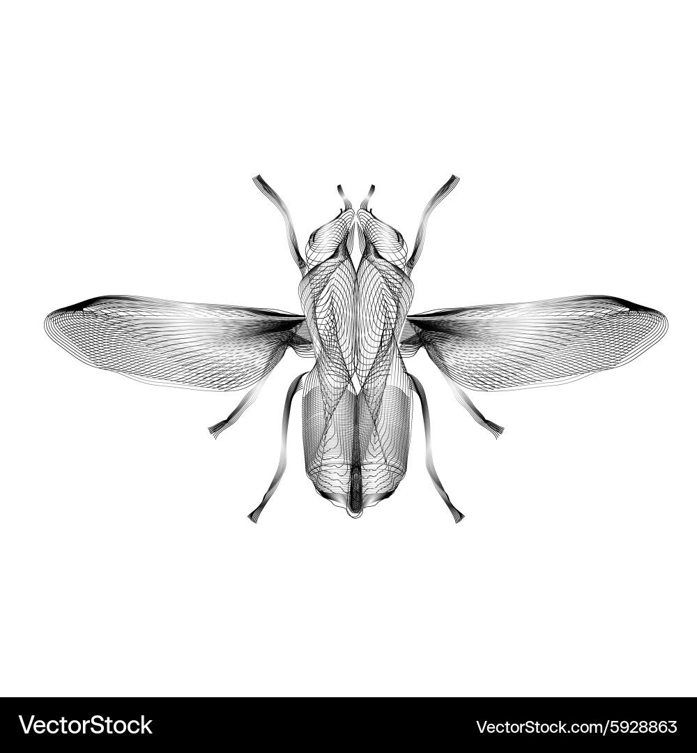 Fly 3d style for print tatto Royalty Free Vector Image