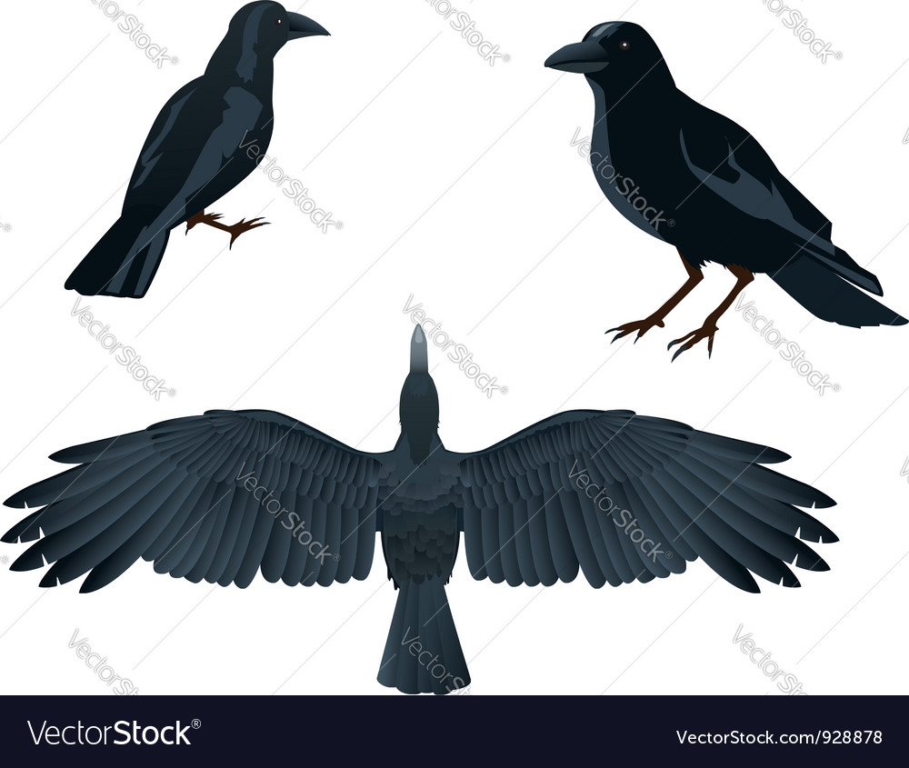 Raven Royalty Free Vector Image - VectorStock