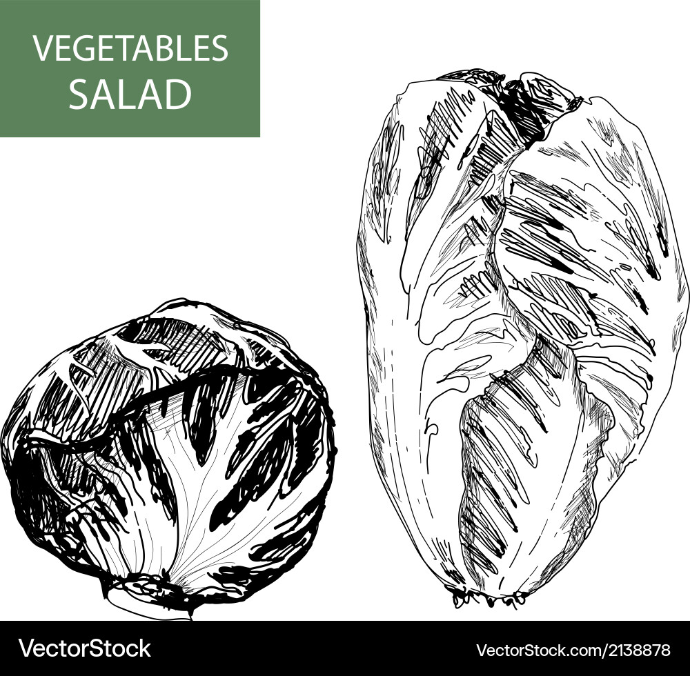 Salad - set of Royalty Free Vector Image - VectorStock