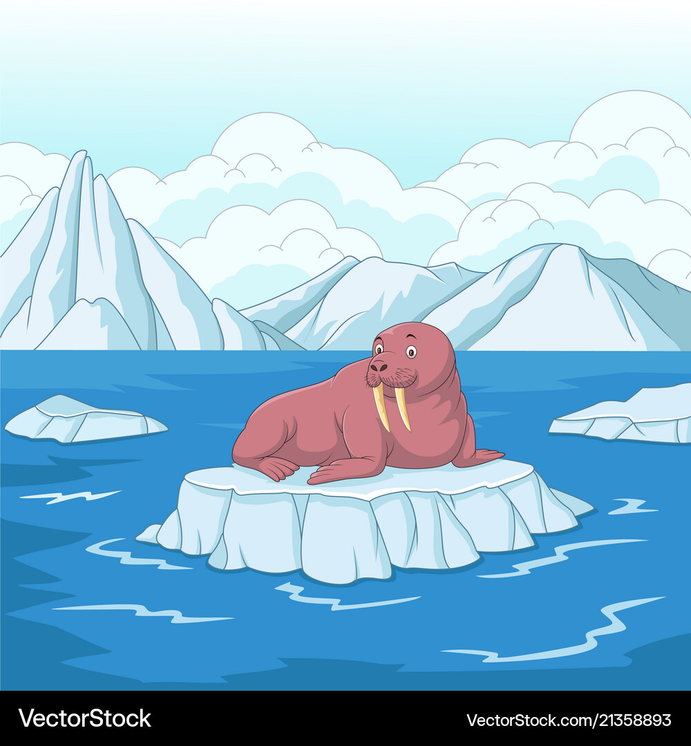 Cartoon walrus on ice floe Royalty Free Vector Image