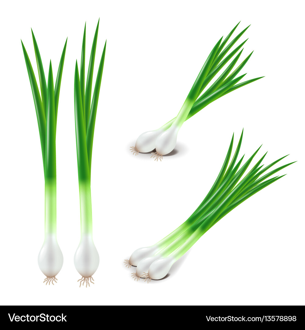 Green onions set isolated on white Royalty Free Vector Image
