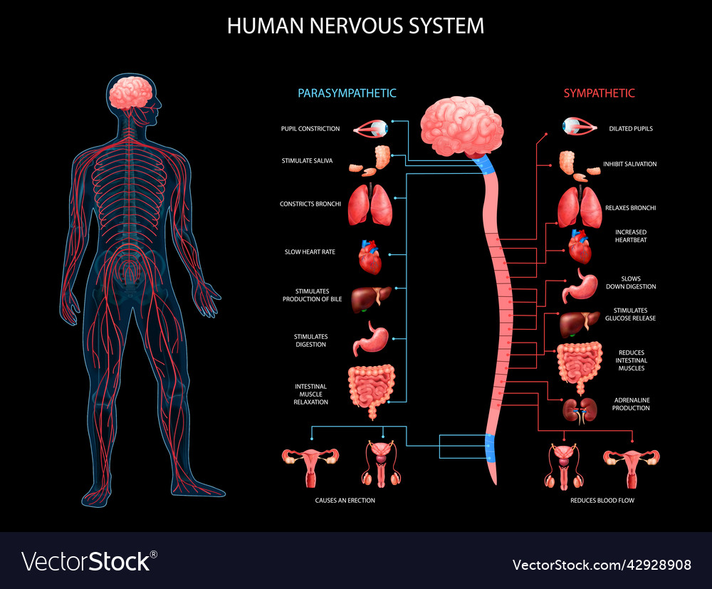 Human nervous system background Royalty Free Vector Image