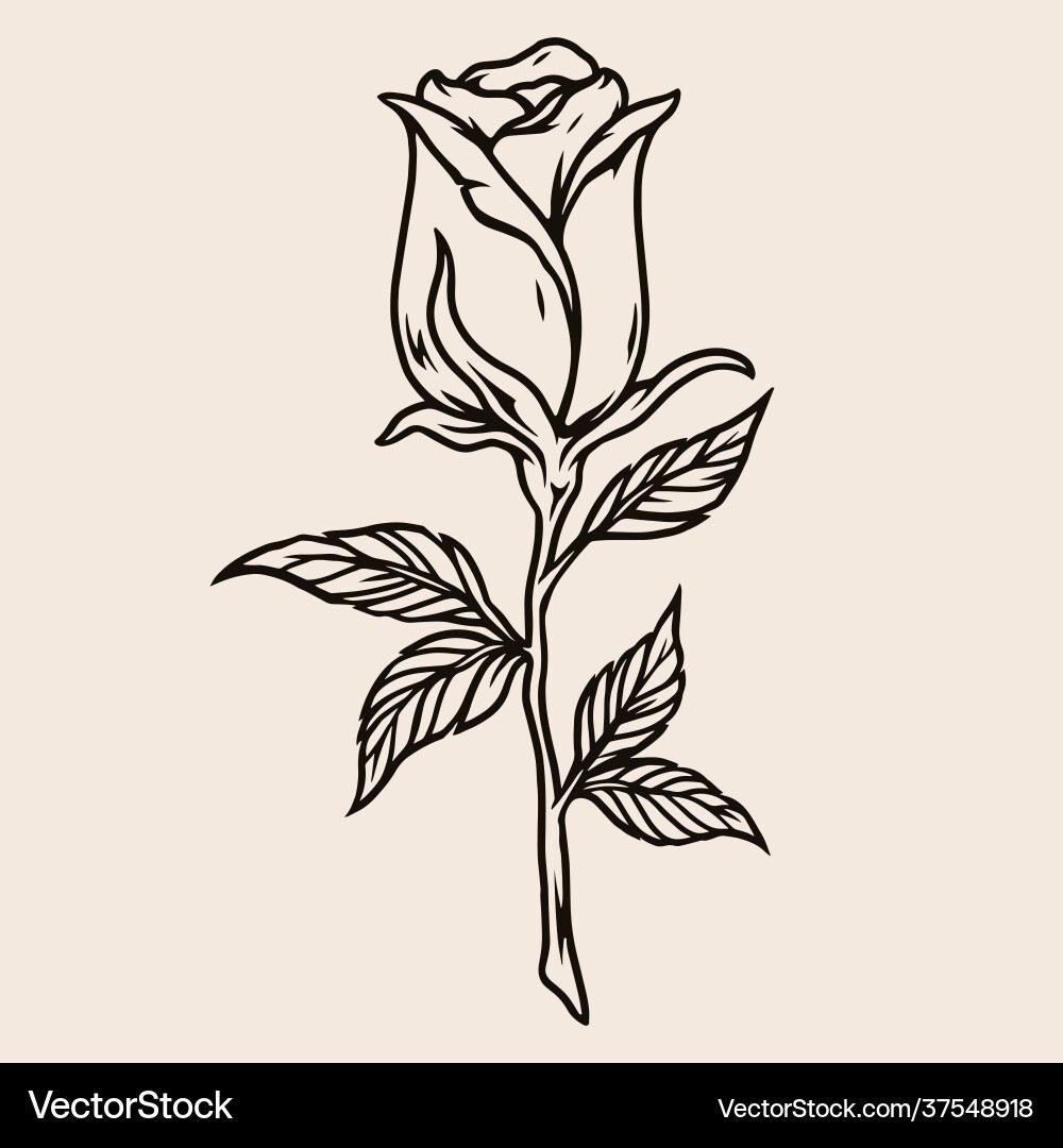 Blooming rose flower with leaves Royalty Free Vector Image