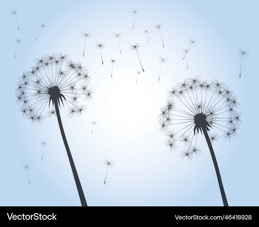 Shape of dandelion outline Royalty Free Vector Image