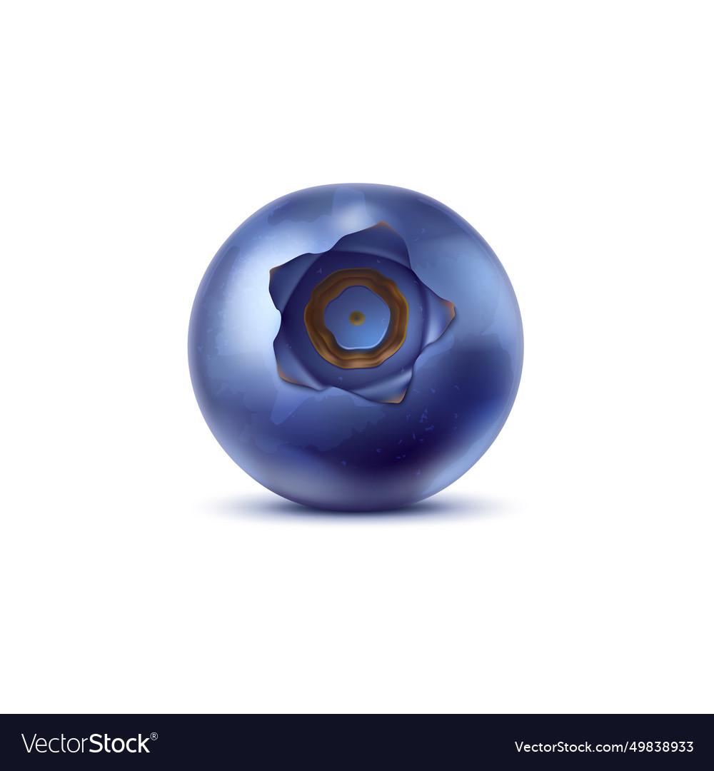 Realistic raw isolated ripe blueberry garden berry