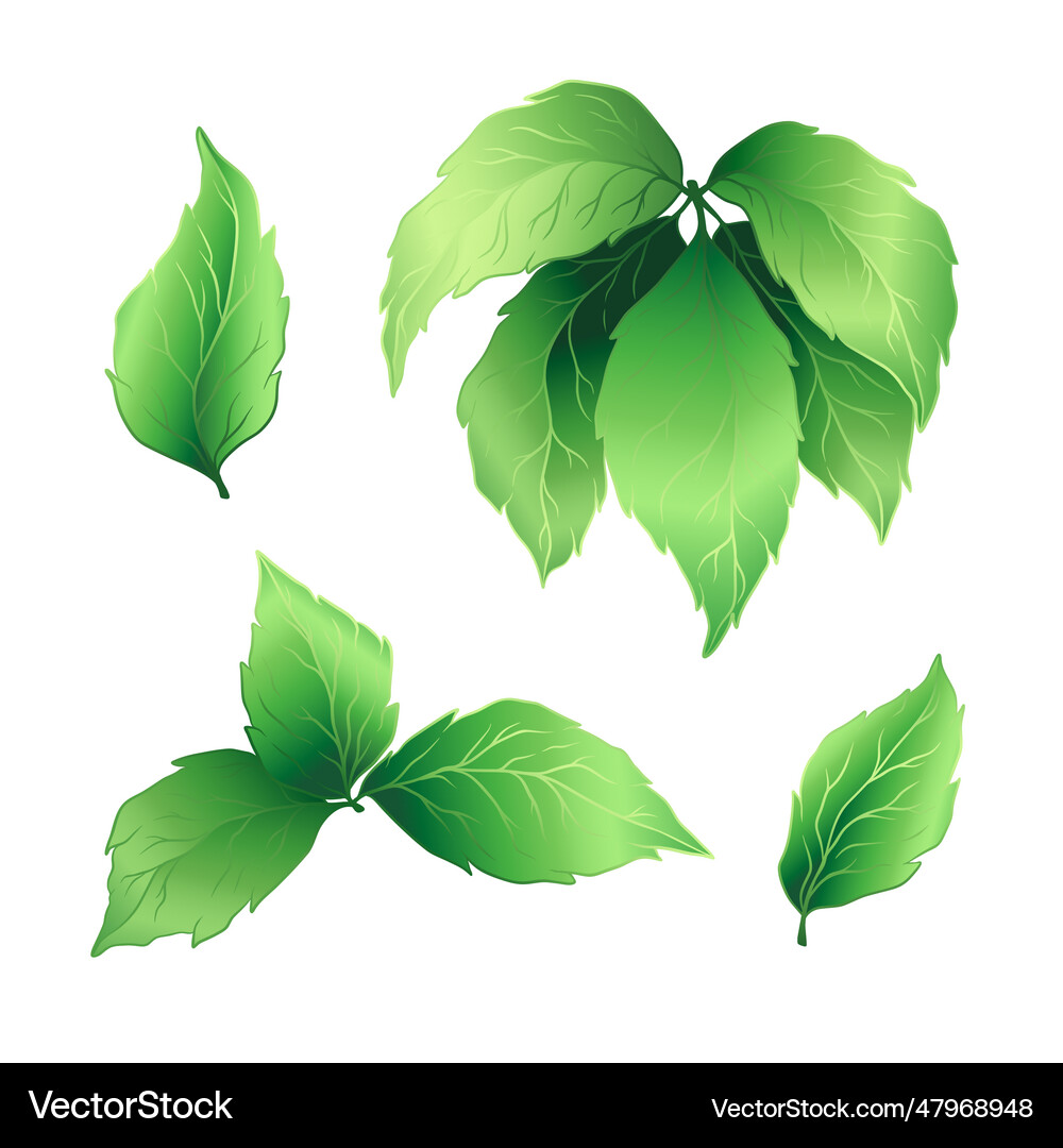 Set of tree leaves and branches decorative Vector Image