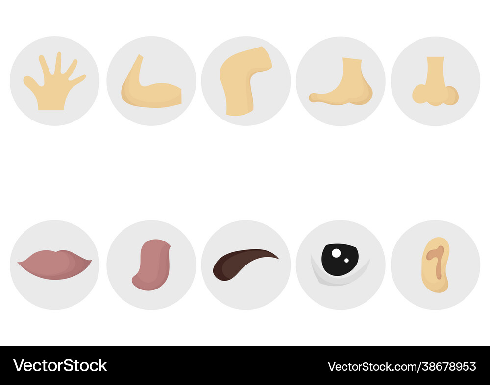Collection human body parts Royalty Free Vector Image