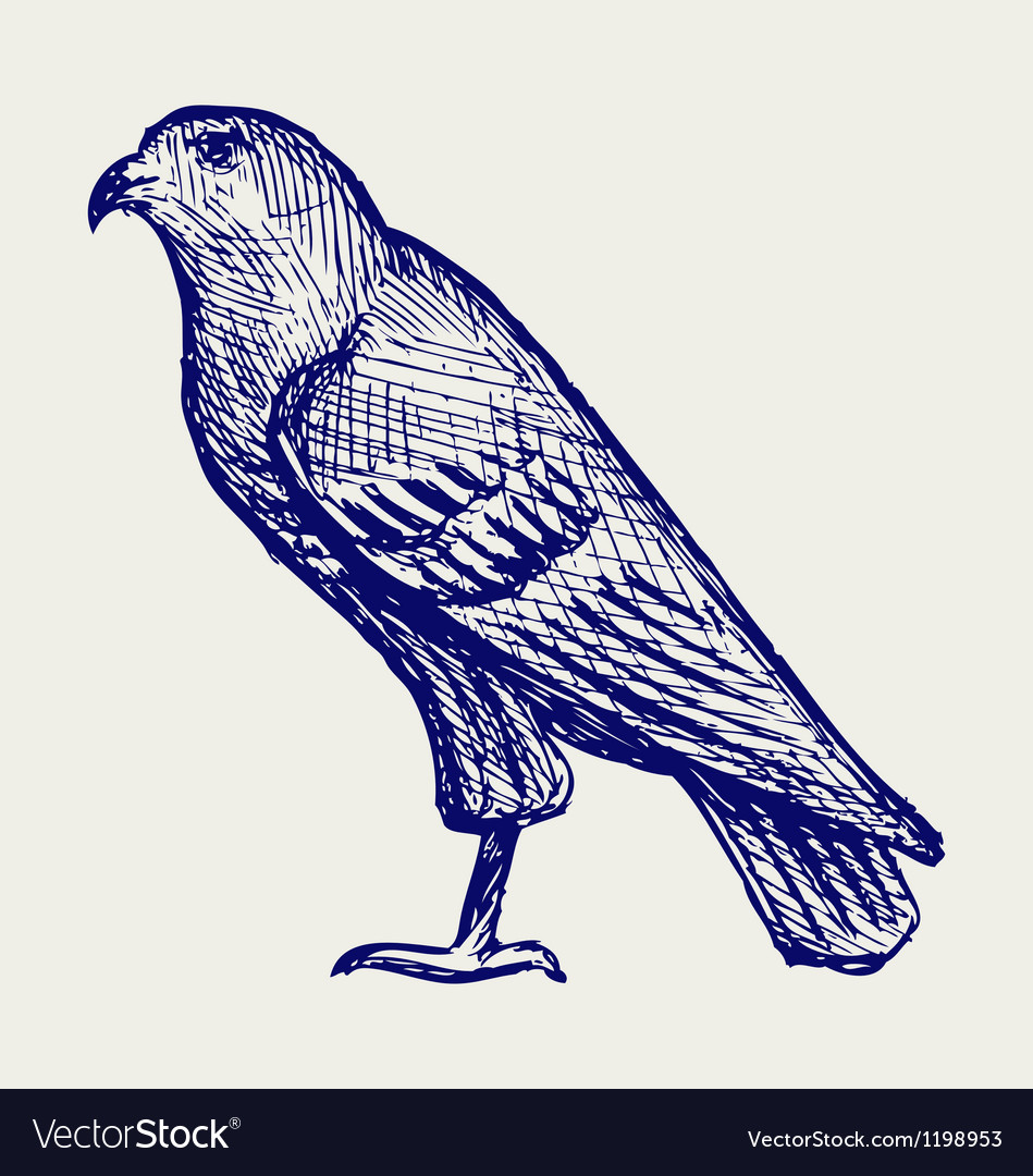 Hawk Royalty Free Vector Image - VectorStock