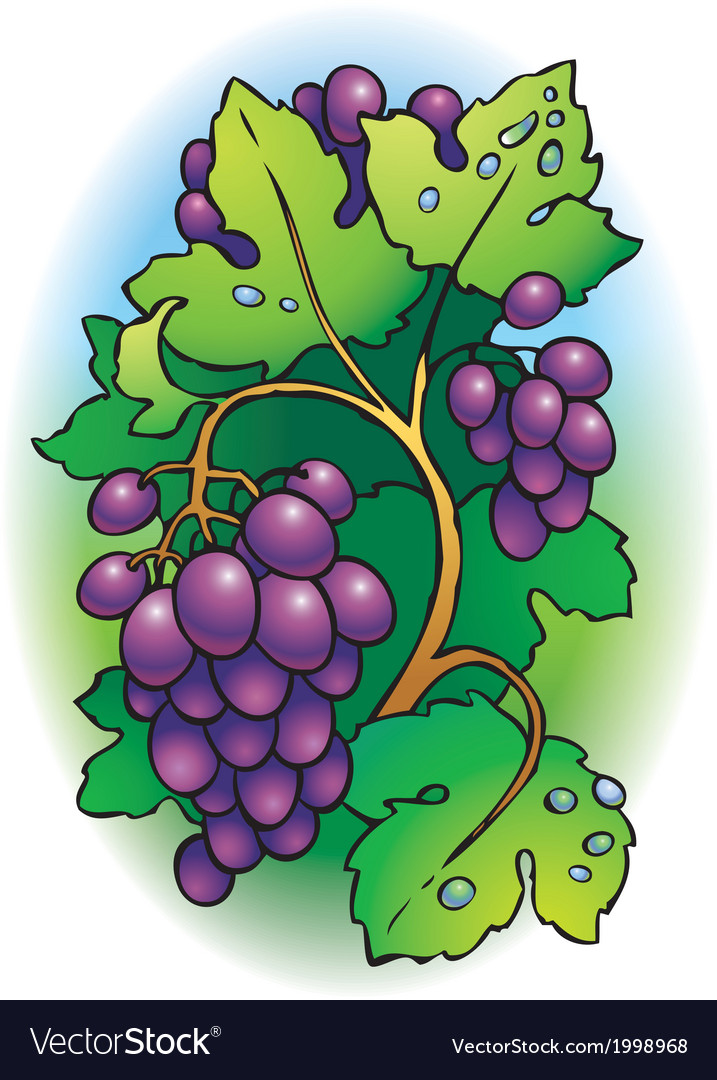 Grapes Royalty Free Vector Image - VectorStock