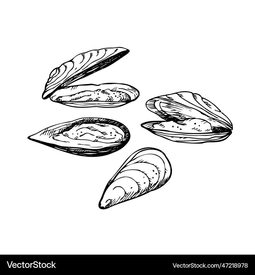 Mussels hand drawing with seashells seafood Vector Image