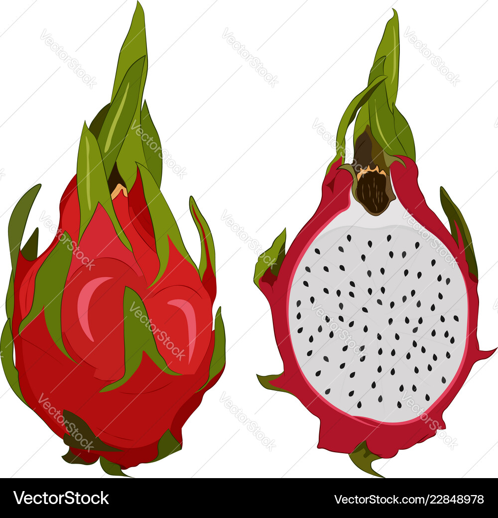 Pitahaya isolated on white background Royalty Free Vector