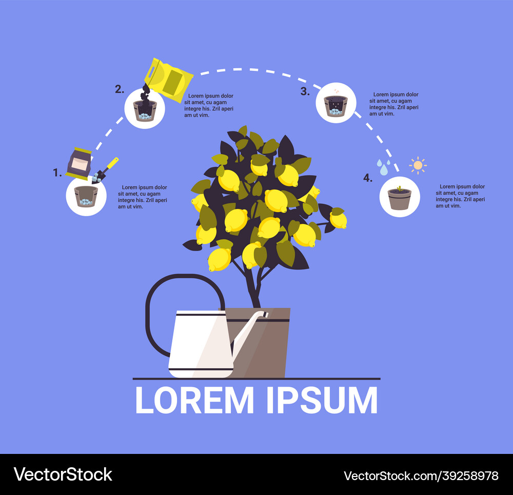 Potted lemon plant growing fruit tree in pot Vector Image