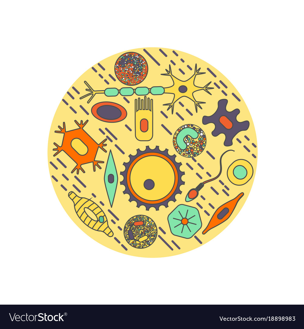 Different human cell types Royalty Free Vector Image
