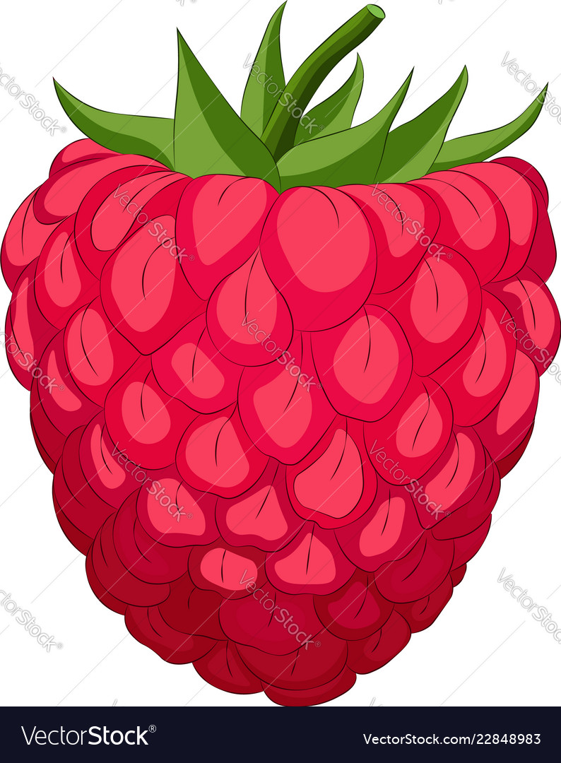 Raspberry isolated on white background Royalty Free Vector