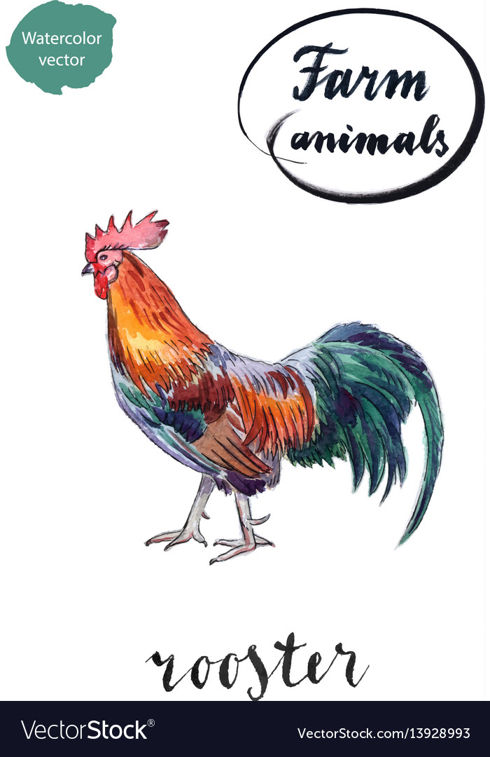 Staying colored rooster Royalty Free Vector Image