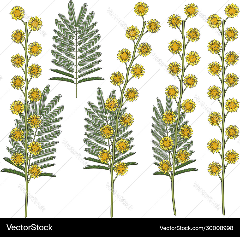 Set color with mimosa flowers Royalty Free Vector Image