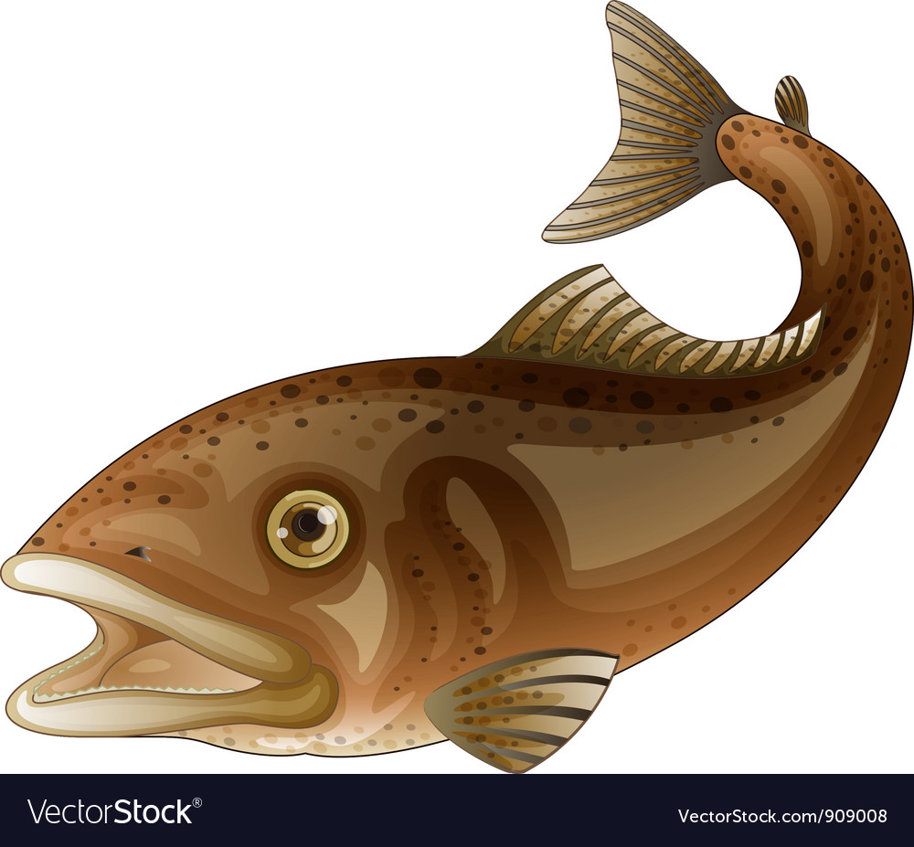 Trout Royalty Free Vector Image - VectorStock