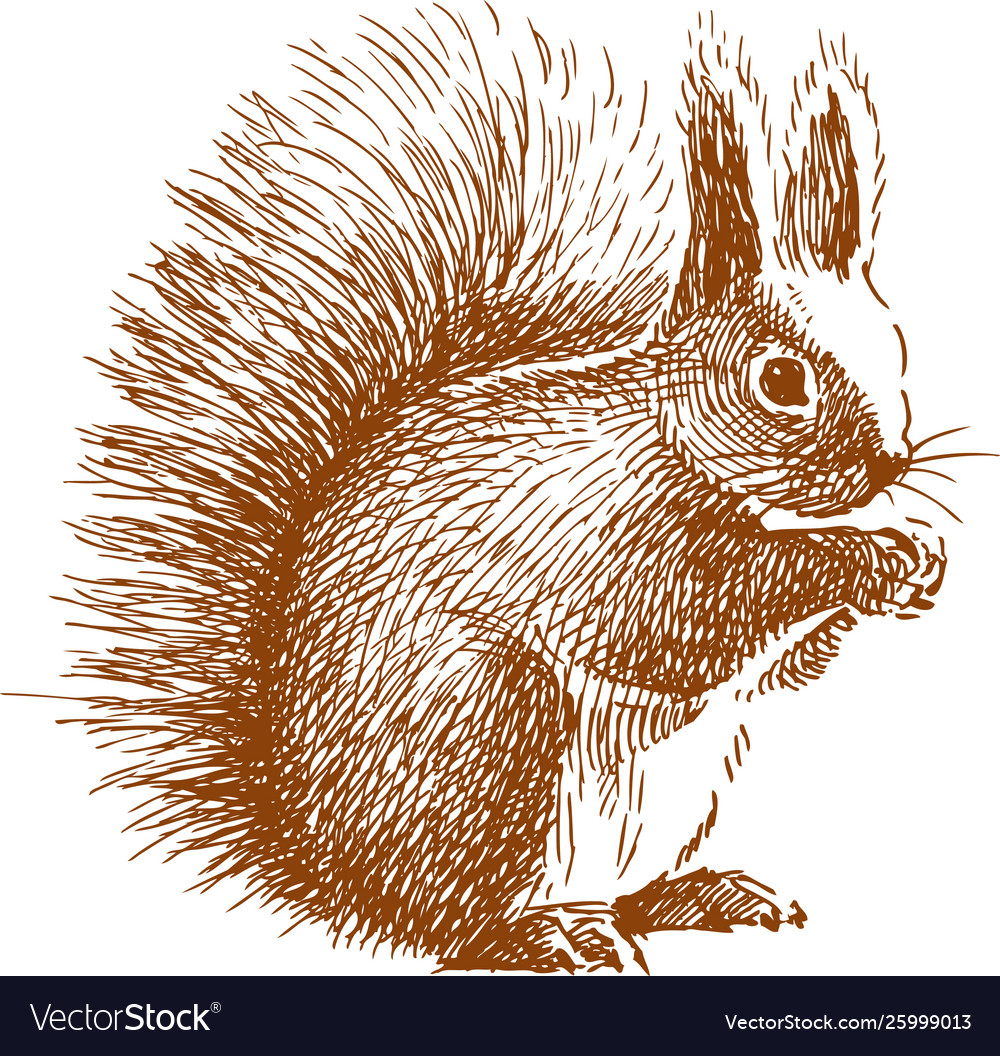 Fluffy squirrel Royalty Free Vector Image - VectorStock