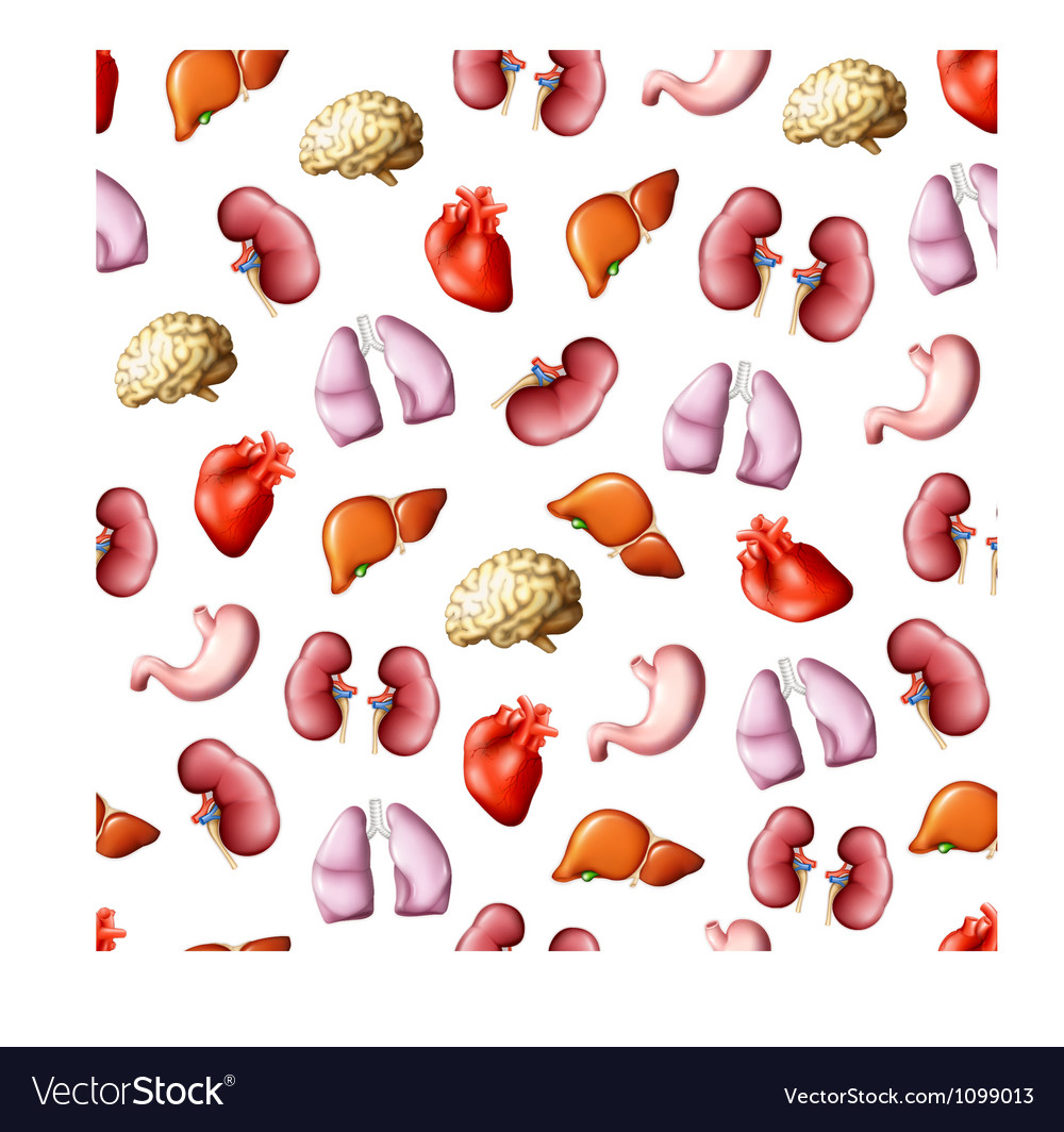Internal human organs seamless pattern Royalty Free Vector