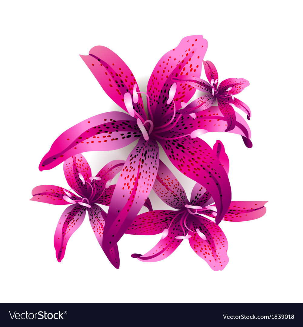 Lily Royalty Free Vector Image - VectorStock