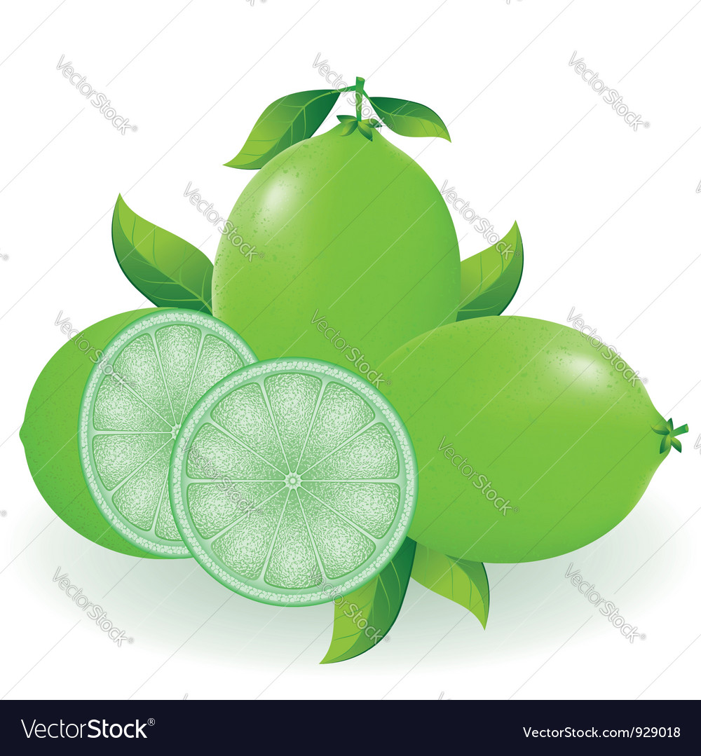 Lime Royalty Free Vector Image - VectorStock