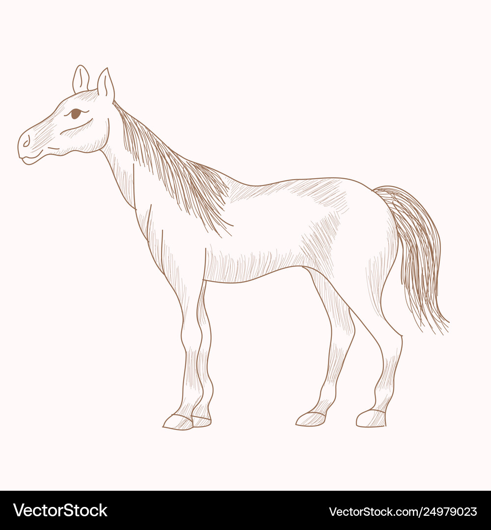 Hand drawn horse pencil drawing mare Royalty Free Vector